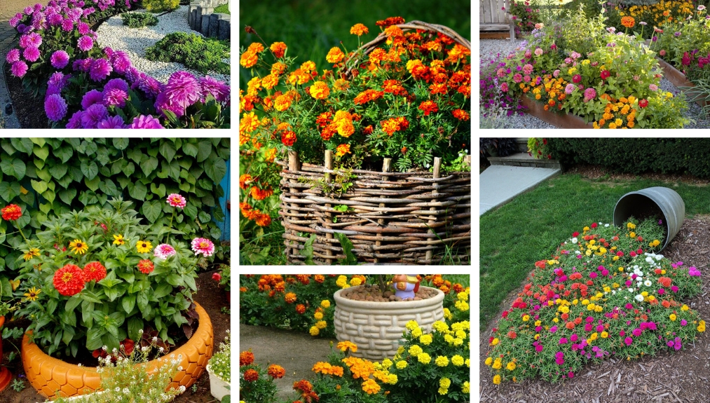 35 Beautiful ideas with zinnia flower beds for colorful flowers in your ...