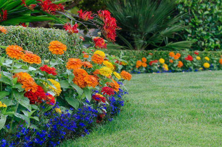 35 Beautiful ideas with zinnia flower beds for colorful flowers in your ...