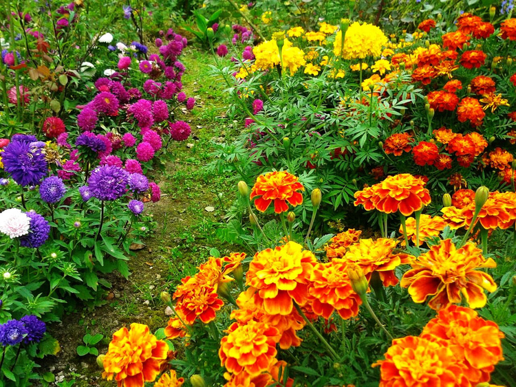 35 Beautiful ideas with zinnia flower beds for colorful flowers in your ...