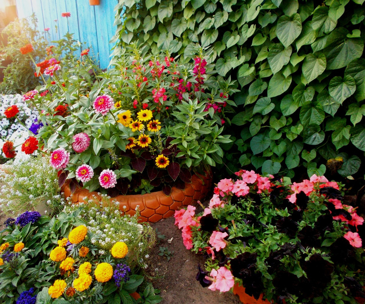 35 Beautiful ideas with zinnia flower beds for colorful flowers in your ...