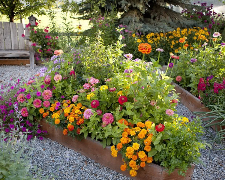 35 Beautiful ideas with zinnia flower beds for colorful flowers in your ...