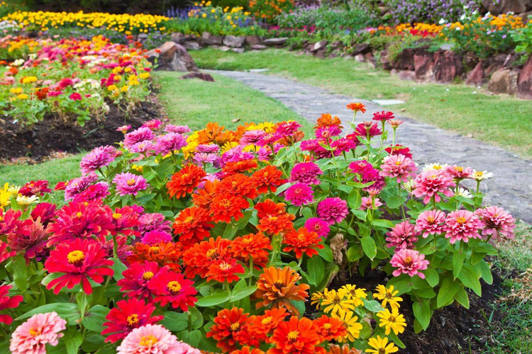 35 Beautiful ideas with zinnia flower beds for colorful flowers in your ...
