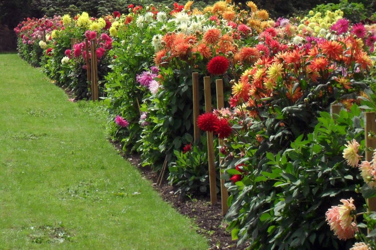 35 Beautiful ideas with zinnia flower beds for colorful flowers in your ...