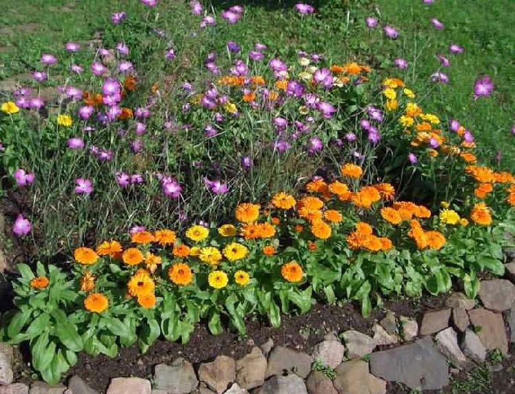 35 Beautiful ideas with zinnia flower beds for colorful flowers in your ...