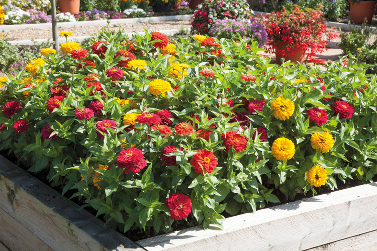 35 Beautiful ideas with zinnia flower beds for colorful flowers in your ...