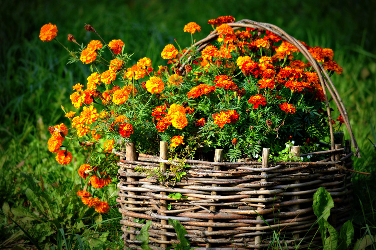 35 Beautiful ideas with zinnia flower beds for colorful flowers in your ...