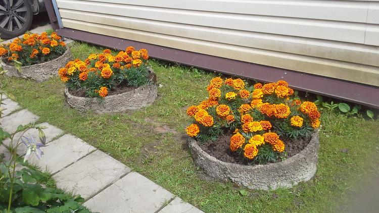 35 Beautiful ideas with zinnia flower beds for colorful flowers in your ...