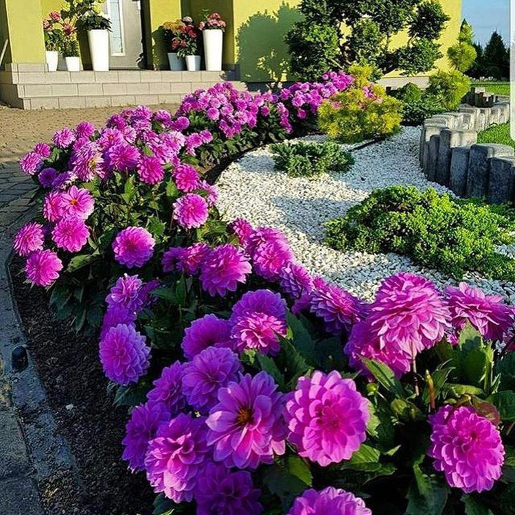 35 Beautiful ideas with zinnia flower beds for colorful flowers in your ...