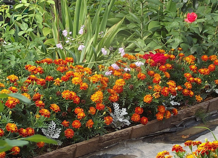 35 Beautiful ideas with zinnia flower beds for colorful flowers in your ...