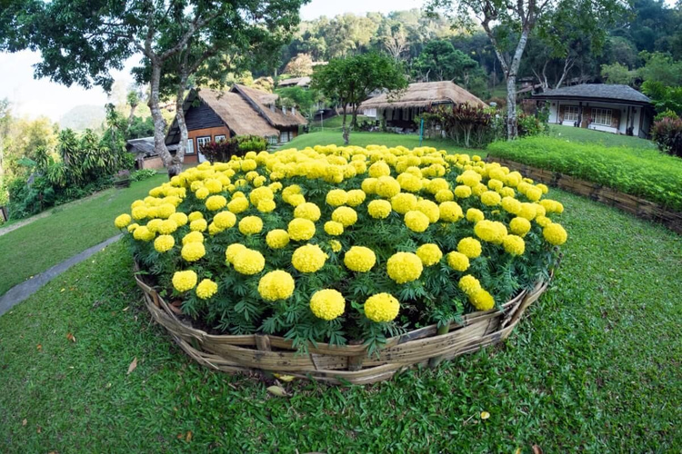 35 Beautiful ideas with zinnia flower beds for colorful flowers in your ...