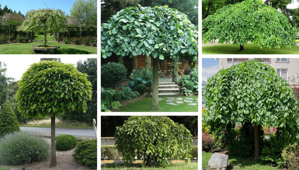 Weeping mulberry: An excellent addition to landscape design | My ...