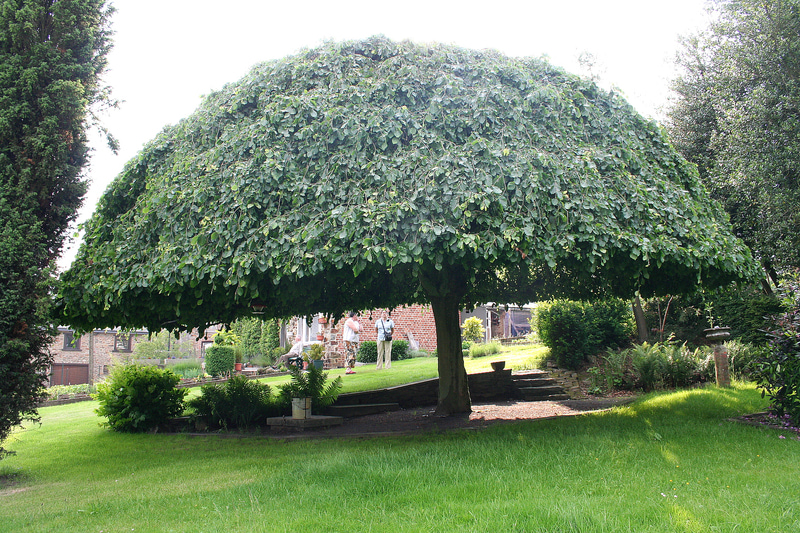 Weeping mulberry: An excellent addition to landscape design | My ...