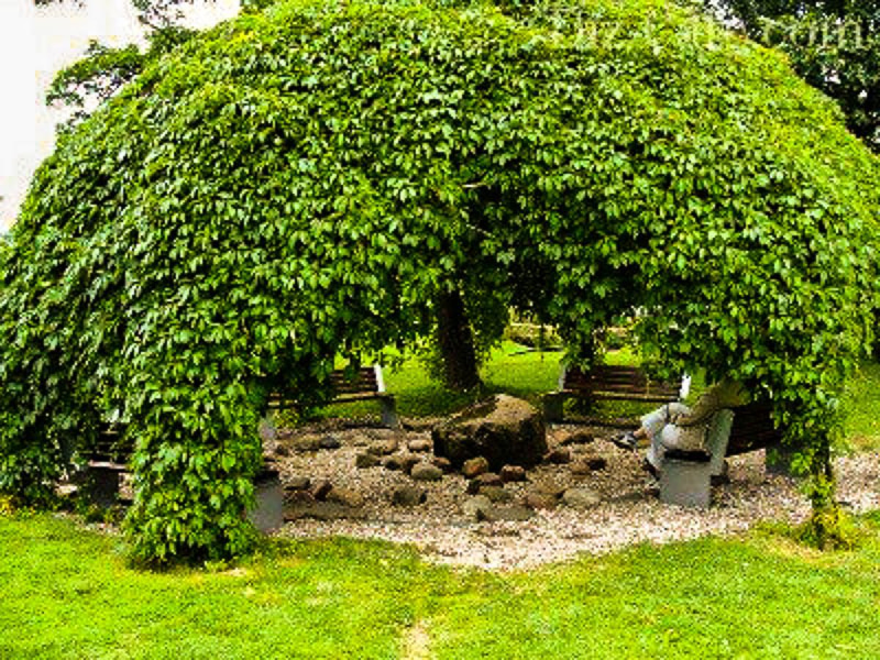 Weeping mulberry: An excellent addition to landscape design | My desired home