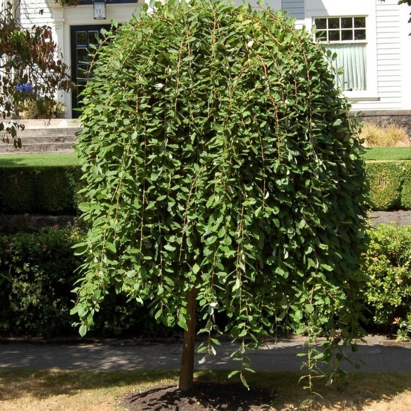Weeping mulberry: An excellent addition to landscape design | My ...