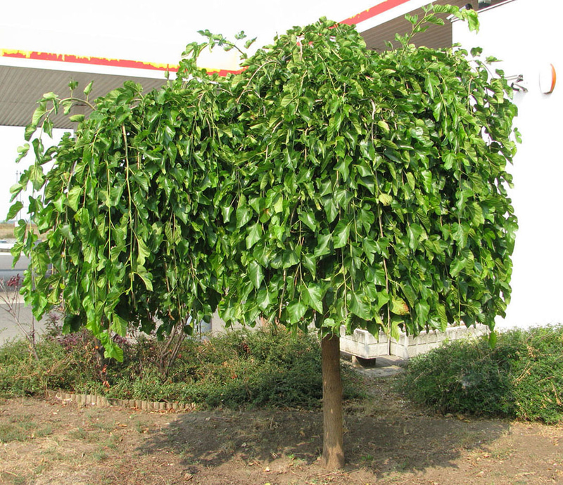 Weeping mulberry: An excellent addition to landscape design | My desired home