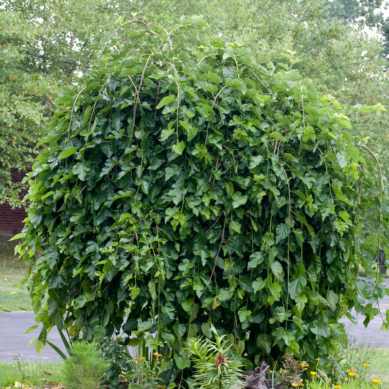 Weeping mulberry: An excellent addition to landscape design | My ...