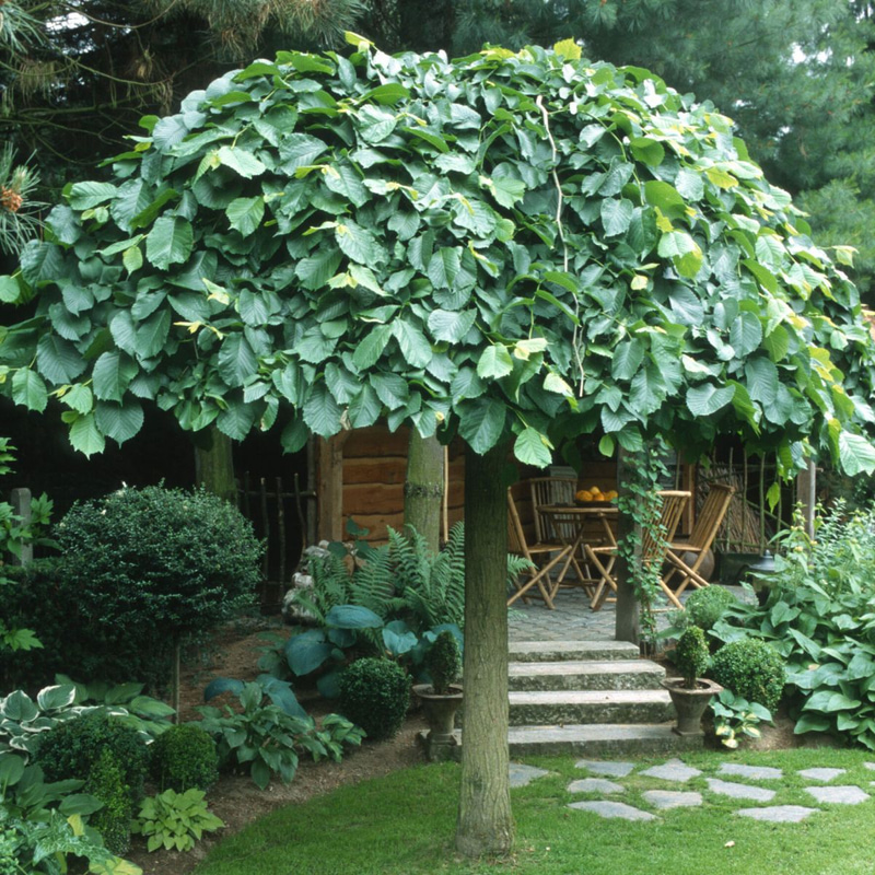 Weeping mulberry: An excellent addition to landscape design | My ...