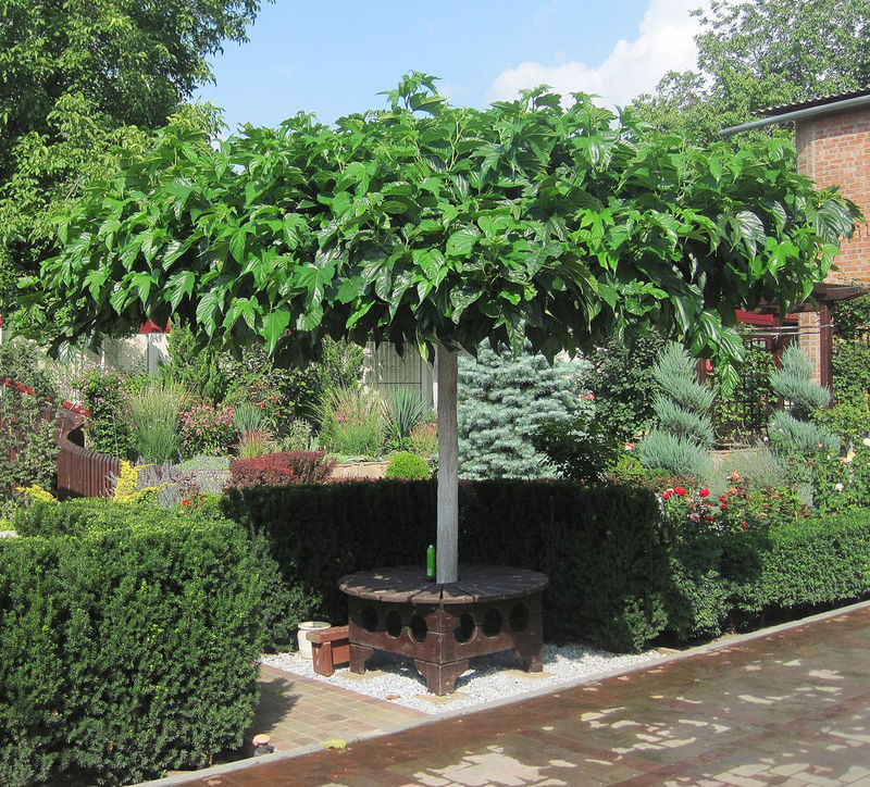 Weeping mulberry: An excellent addition to landscape design | My ...