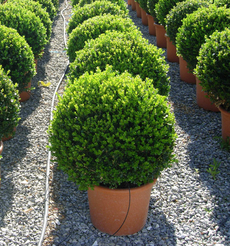 Boxwood, a hardy and easy-to-shape shrub for flower beds and pots | My ...