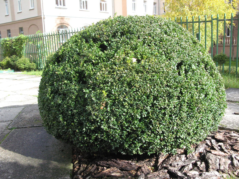 Boxwood, a hardy and easy-to-shape shrub for flower beds and pots | My ...