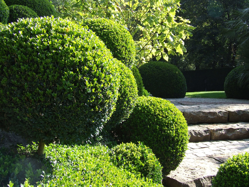 Boxwood, a hardy and easy-to-shape shrub for flower beds and pots | My ...