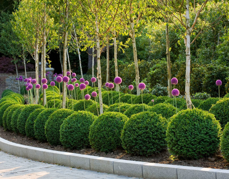 Boxwood, a hardy and easy-to-shape shrub for flower beds and pots | My ...