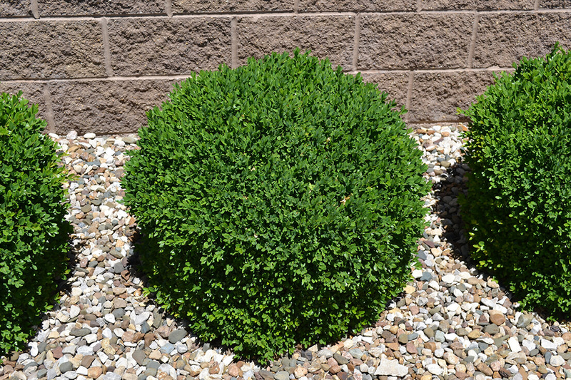Boxwood, a hardy and easy-to-shape shrub for flower beds and pots | My ...