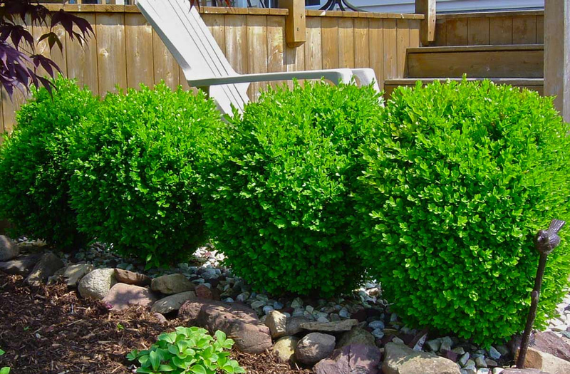 Boxwood, a hardy and easy-to-shape shrub for flower beds and pots | My ...