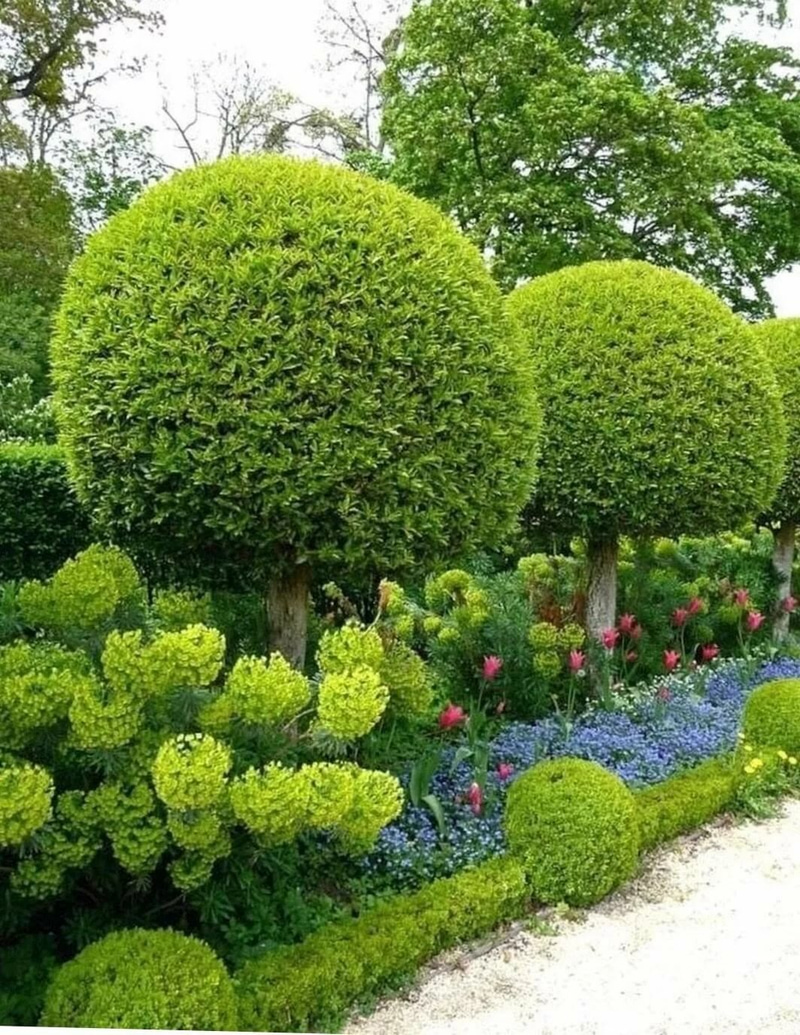Boxwood, a hardy and easy-to-shape shrub for flower beds and pots | My ...