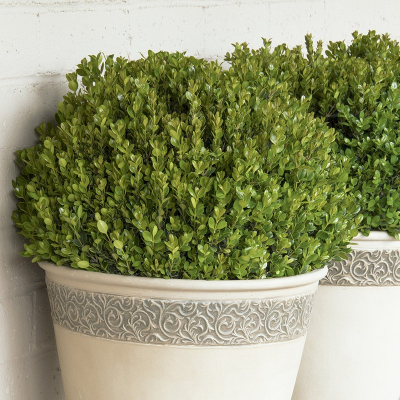 Boxwood, a hardy and easy-to-shape shrub for flower beds and pots | My ...