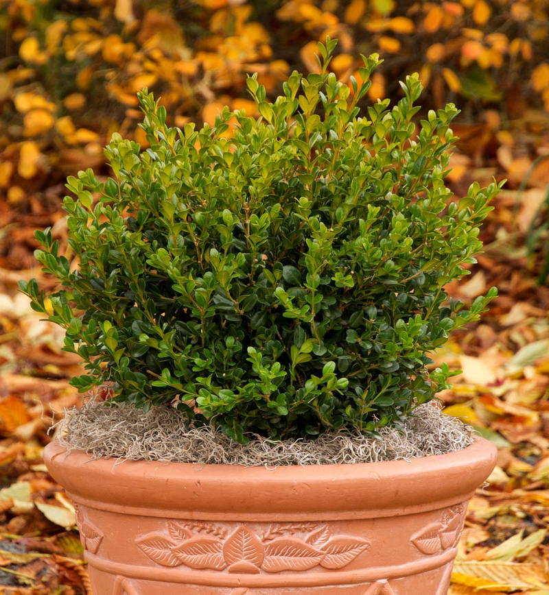 Boxwood, a hardy and easy-to-shape shrub for flower beds and pots | My ...
