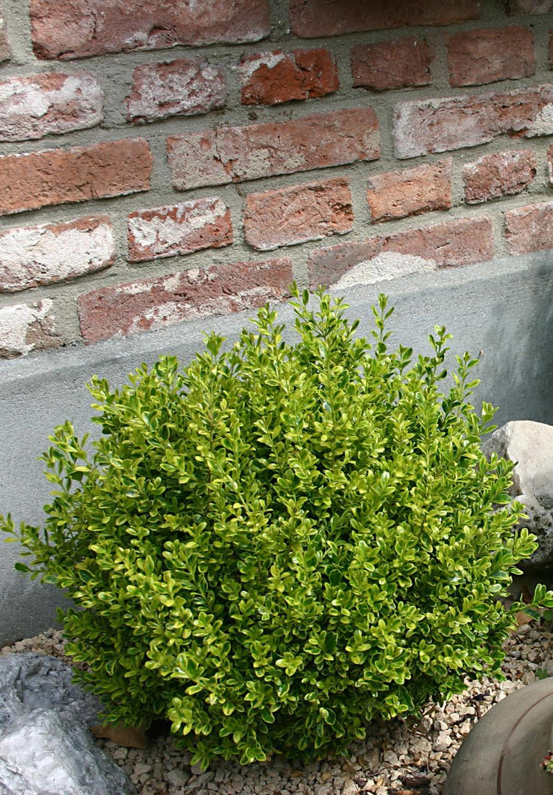 Boxwood, a hardy and easy-to-shape shrub for flower beds and pots | My ...