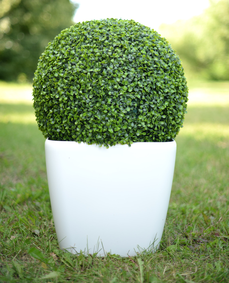 Boxwood, a hardy and easy-to-shape shrub for flower beds and pots | My ...