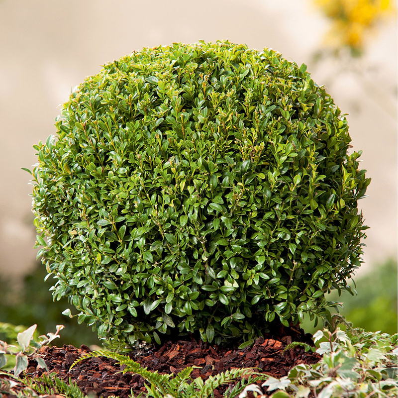 Boxwood, a hardy and easy-to-shape shrub for flower beds and pots | My ...
