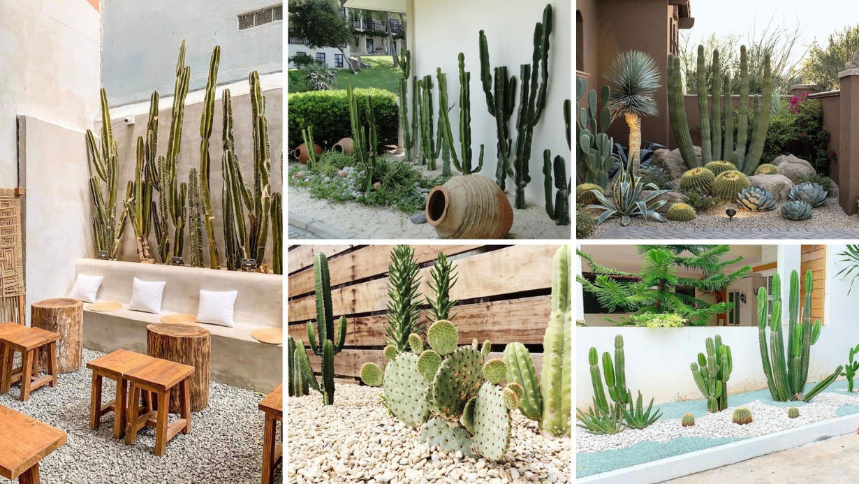 Cactus Garden: 45 Ideas to Add a Beautiful Desert Touch to Your Yard ...