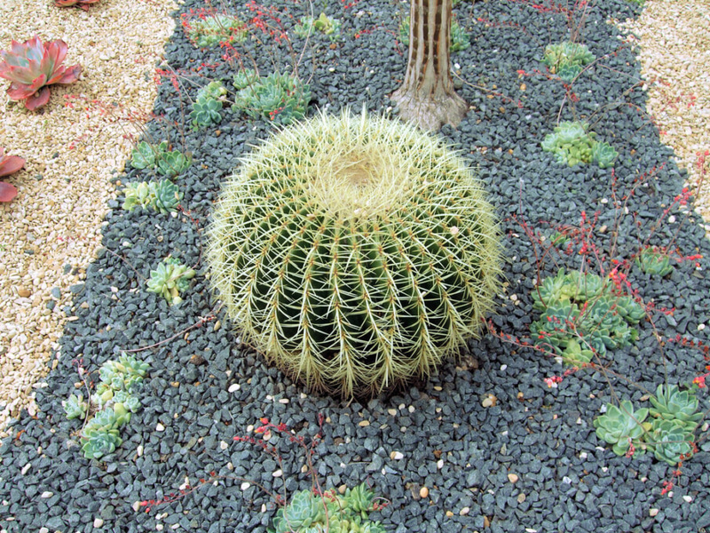 Cactus Garden: 45 Ideas to Add a Beautiful Desert Touch to Your Yard ...