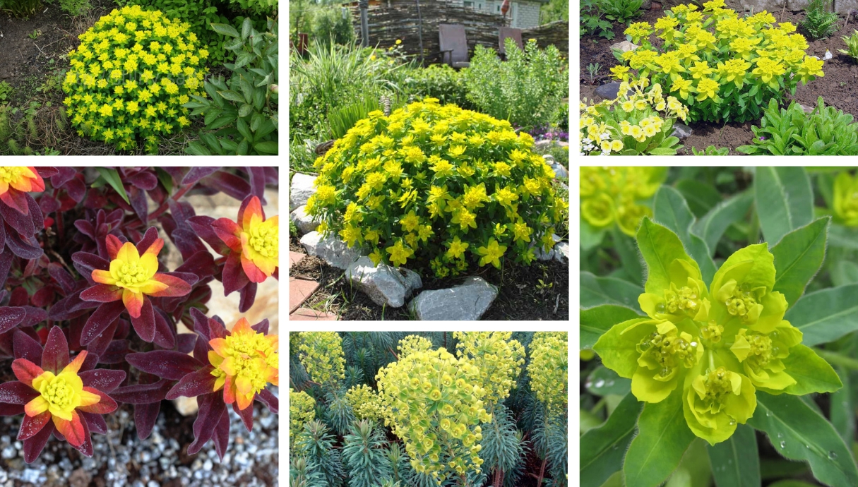 What is a monkeyflower (Mimulus): characteristics and care guide for ...