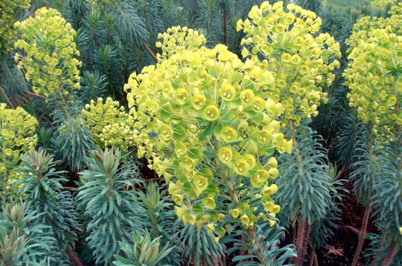 Euphorbia: an ideal plant for outdoor decoration | My desired home