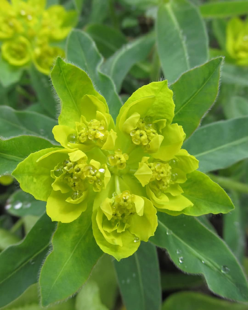 Euphorbia: an ideal plant for outdoor decoration | My desired home