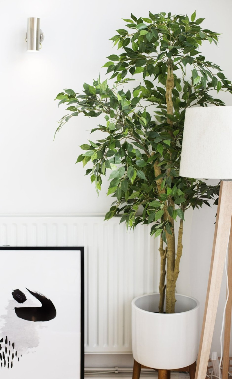 Ficus Benjamin in interior design – 40 inspiring ideas for every space ...