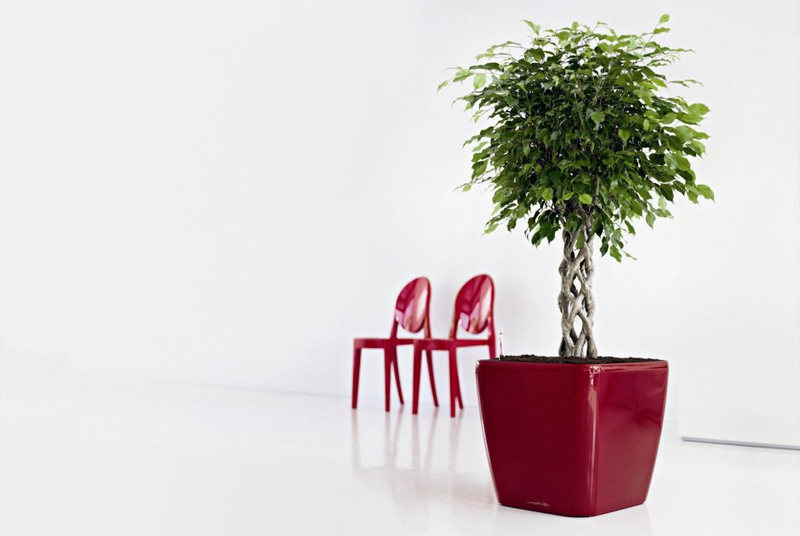 Ficus Benjamin in interior design – 40 inspiring ideas for every space ...