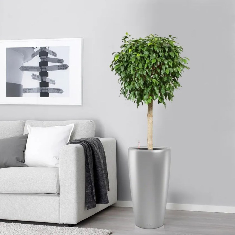 Ficus Benjamin in interior design – 40 inspiring ideas for every space ...