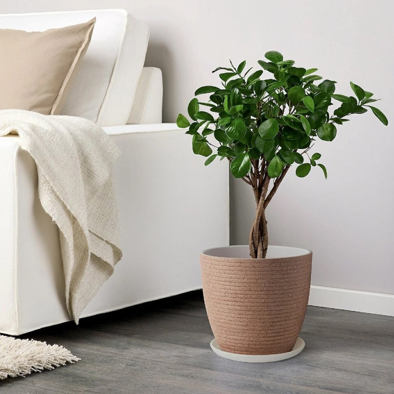 Ficus Benjamin in interior design – 40 inspiring ideas for every space ...