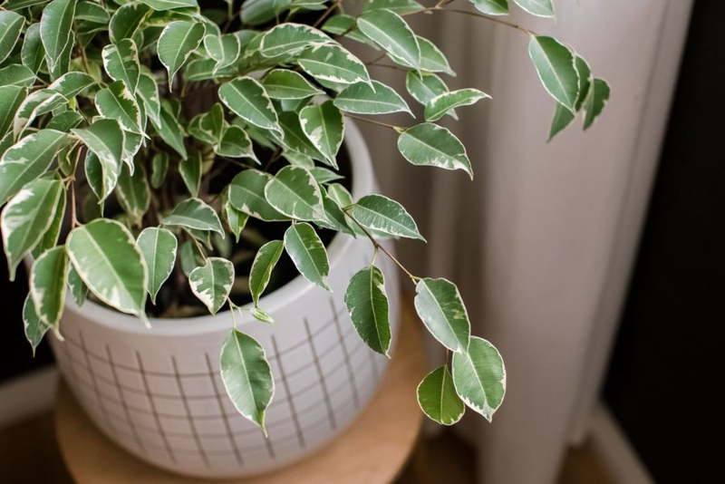 Ficus Benjamin in interior design – 40 inspiring ideas for every space ...