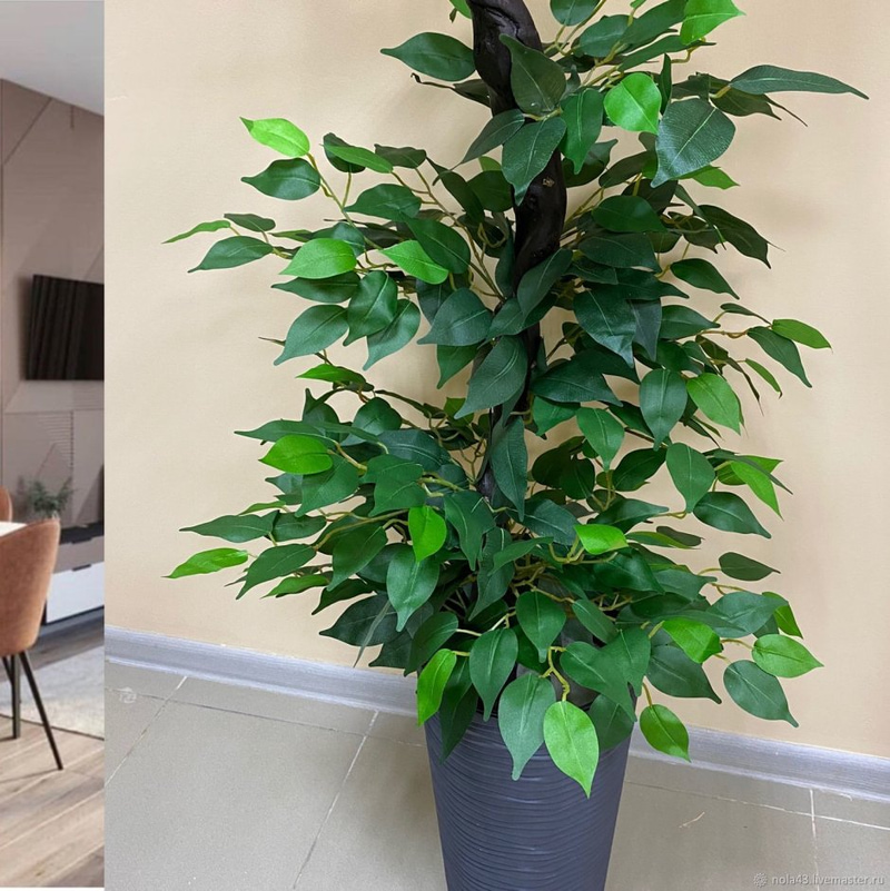 Ficus Benjamin in interior design – 40 inspiring ideas for every space ...