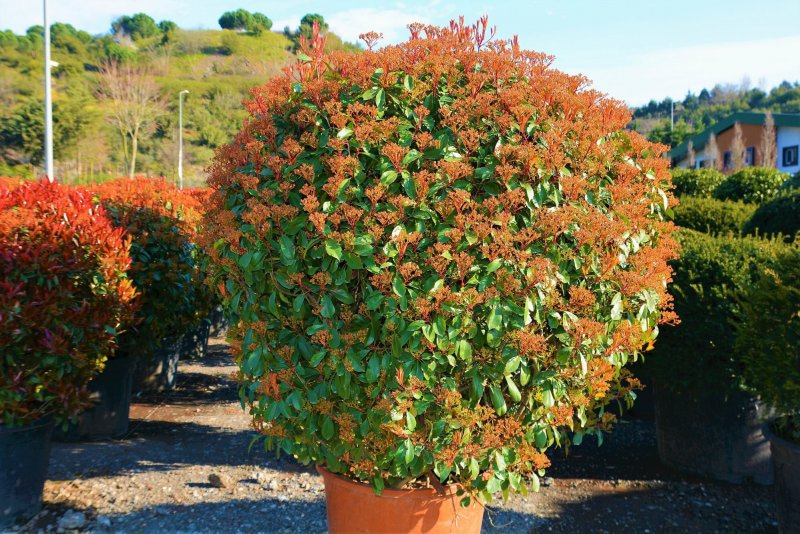 Photinia: the striking shrub with red leaves – a wonderful addition to ...