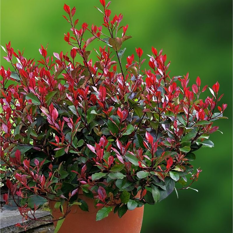 Photinia: the striking shrub with red leaves – a wonderful addition to ...