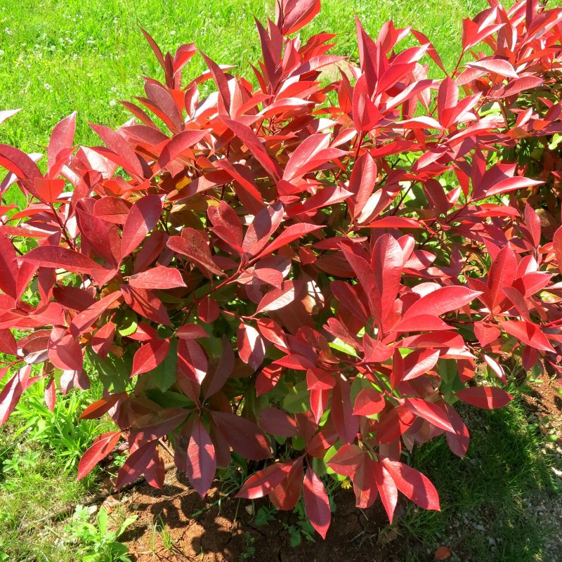 Photinia: the striking shrub with red leaves – a wonderful addition to ...
