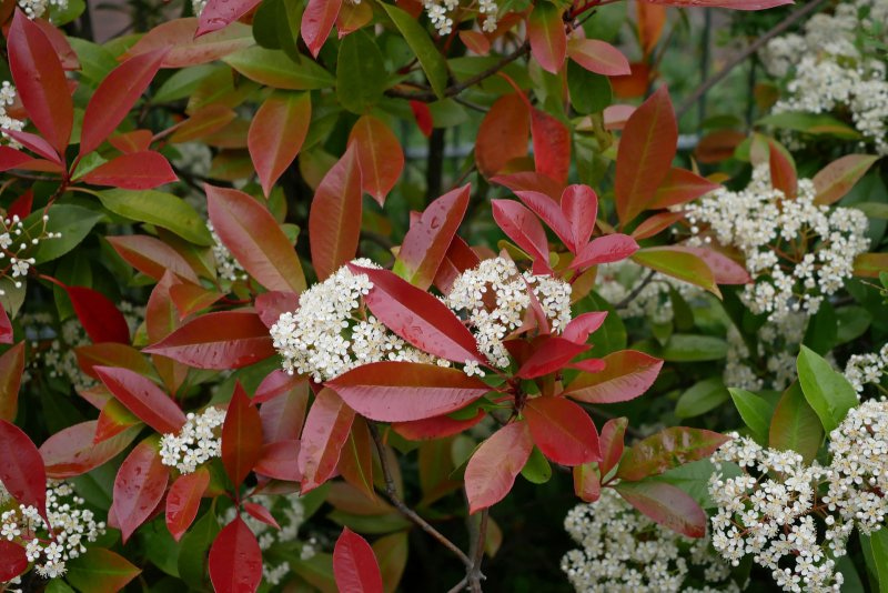 Photinia: the striking shrub with red leaves – a wonderful addition to ...