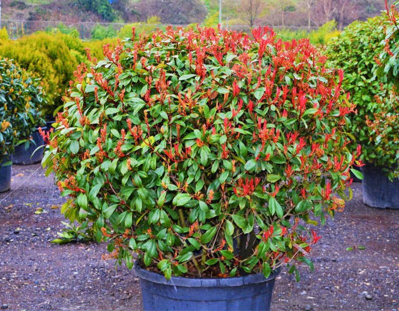 Photinia: the striking shrub with red leaves – a wonderful addition to ...